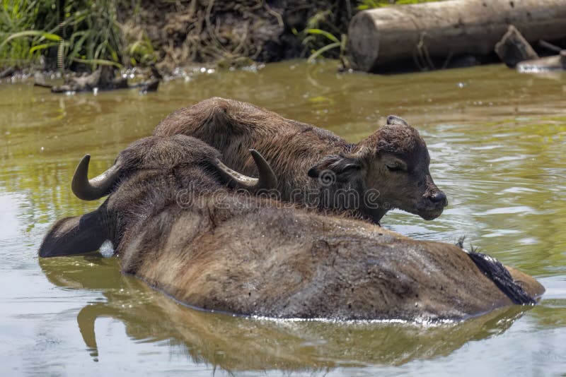 Water Buffalo Bubalus Bubalis, Also Called the Domestic Water or Asian ...