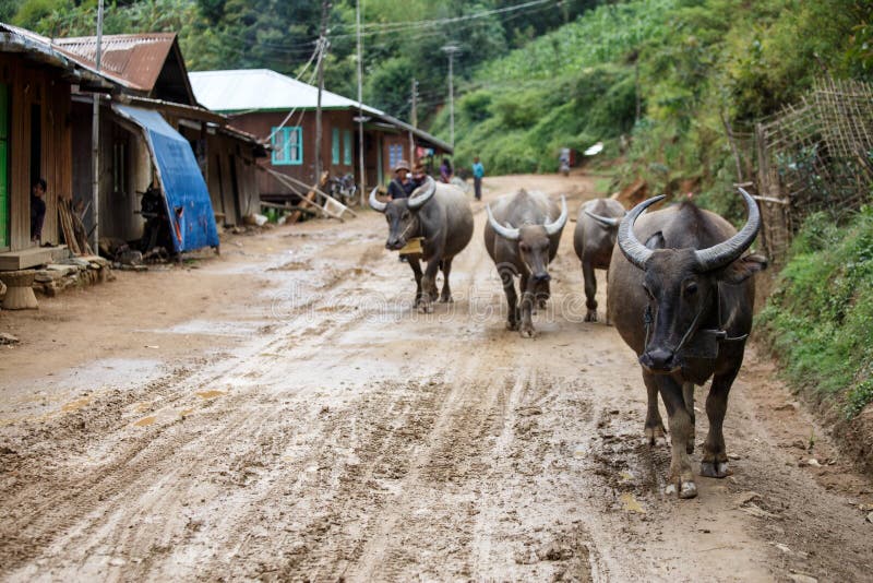 Water Buffalo - Burma editorial image. Image of buffaloes - 61490370