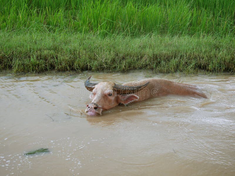 Water Buffalo in the Canal To Cool Off Stock Photo - Image of buffalo ...