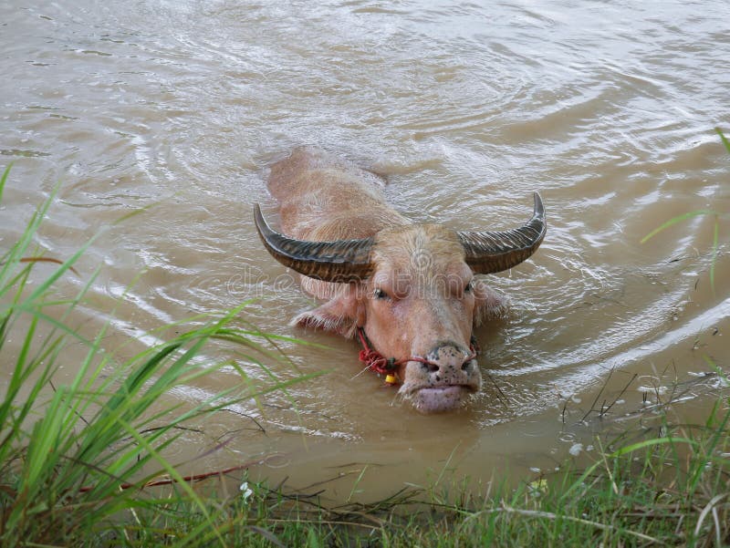 Water Buffalo in the Canal To Cool Off Stock Image - Image of brown ...