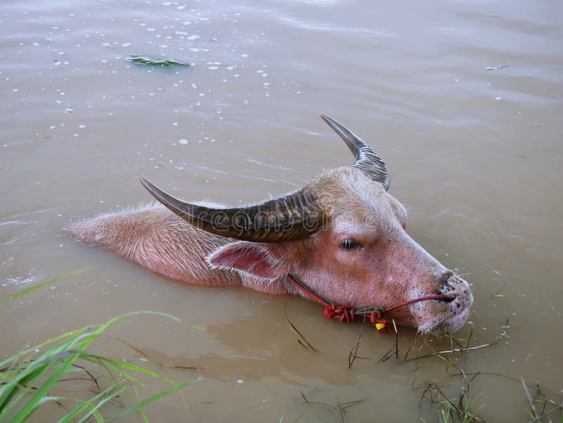 Water Buffalo in the Canal To Cool Off Stock Photo - Image of wildlife ...