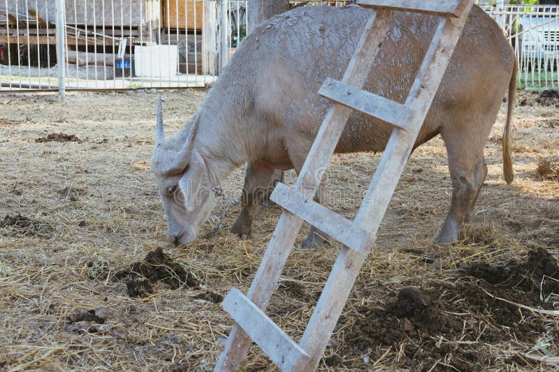 Water Buffalo Cattle in Stable Stock Image - Image of rural, outdoors ...
