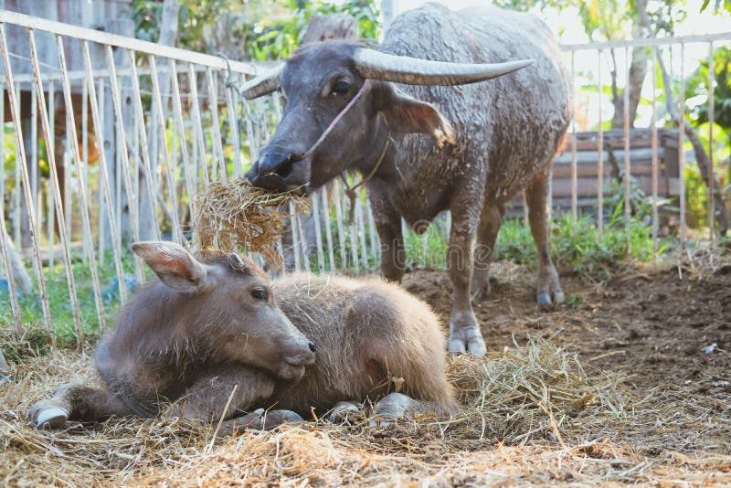 Water Buffalo Cattle in Stable Stock Photo - Image of large, scene ...