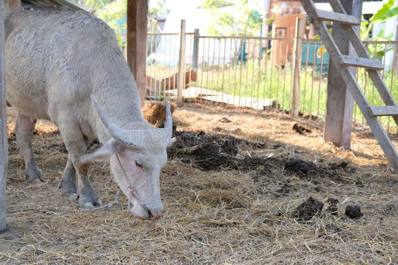 Water Buffalo Cattle in Stable Stock Photo - Image of agriculture ...