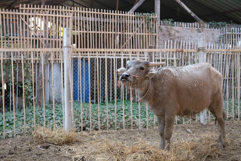 Water Buffalo Cattle in Stable Stock Image - Image of rural ...