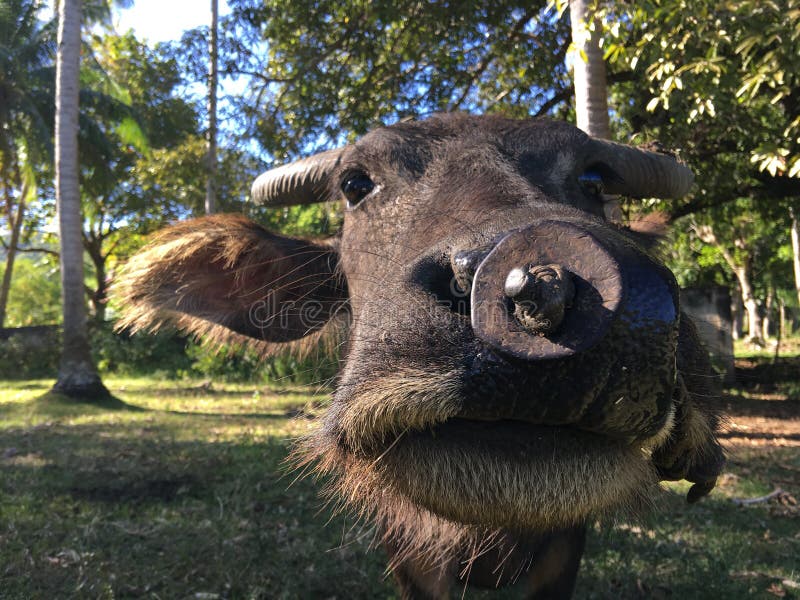 1,381 Funny Buffalo Stock Photos - Free & Royalty-Free Stock Photos ...