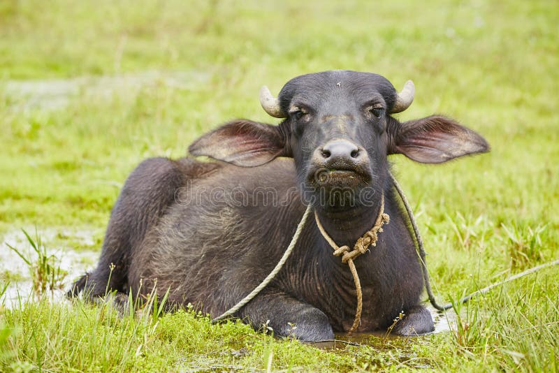Water buffalo stock image. Image of beef, grazing, field - 35697655