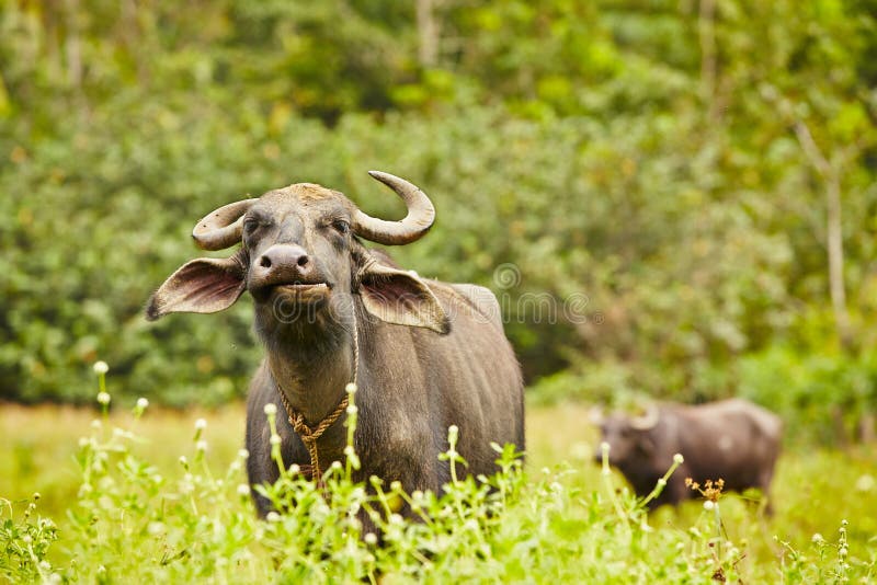 Water buffalo stock photo. Image of livestock, pasture - 35697598