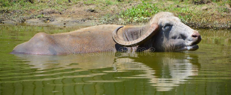The water buffalo stock photo. Image of heavy, exotic - 172295932