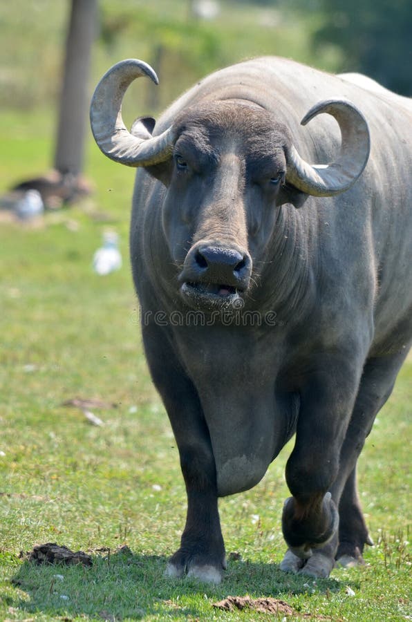 Domestic Asian Water Buffalo Stock Image - Image of artiodactyla, assam ...