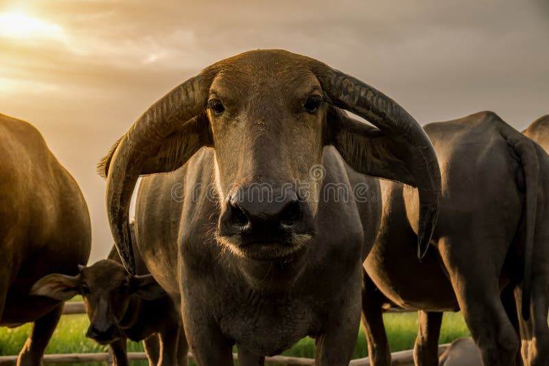 The Water Buffalo or Domestic Asian Water Stock Image - Image of ...