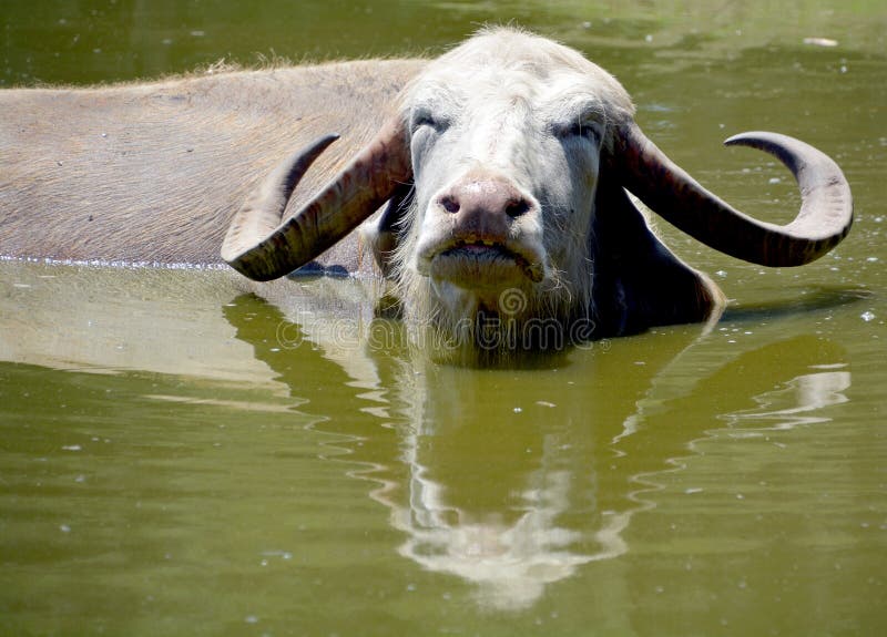 The water buffalo stock image. Image of closeup, buffalo - 73927921
