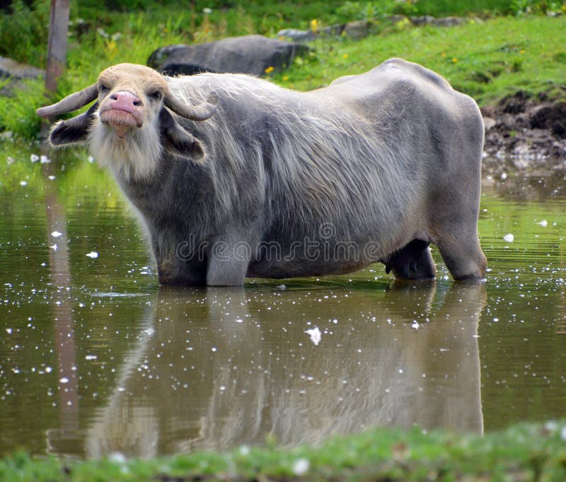 The Water Buffalo or Domestic Asian Water Buffalo Stock Image - Image ...