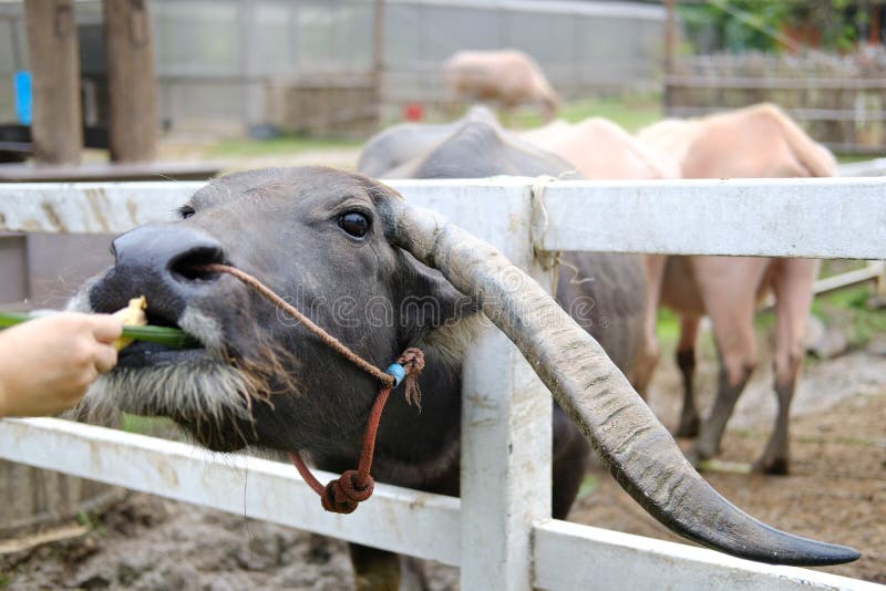 Farm Water Buffalo Eating Grass Stock Photo - Image of buffalo, field ...