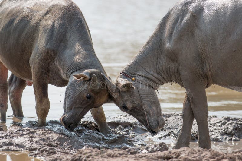 Water buffalo stock photo. Image of carabao, livestock - 54016794