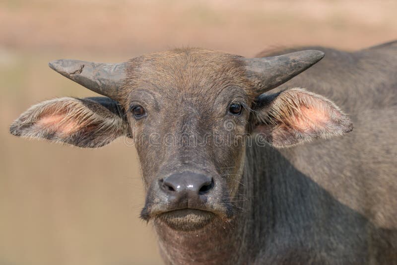 Water buffalo stock photo. Image of muscle, creature - 54017020