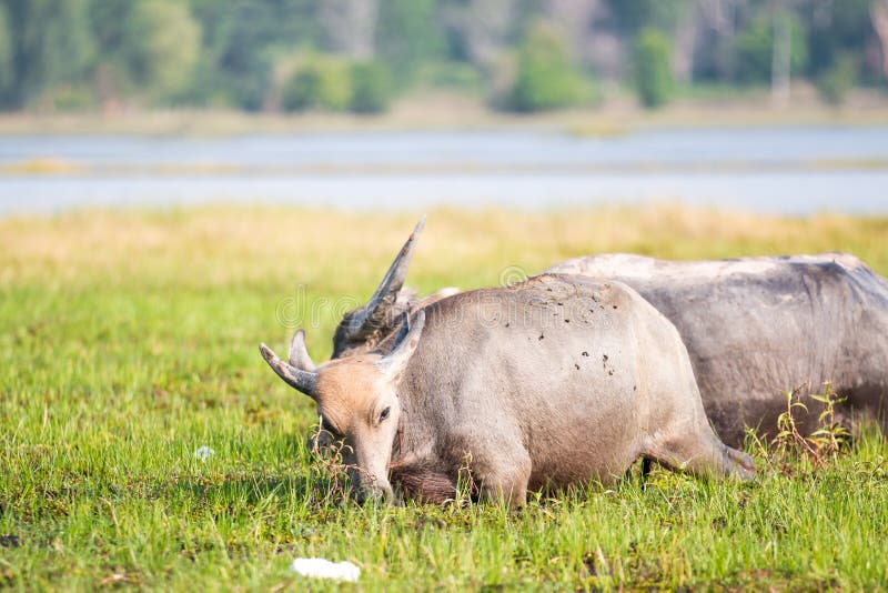 Water buffalo stock photo. Image of animal, nature, kwai - 54017084