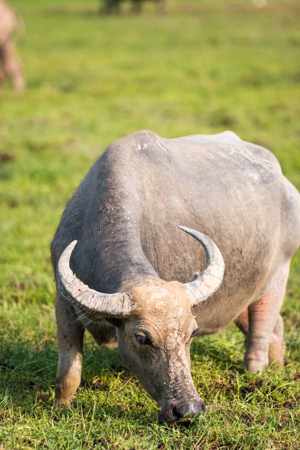 Water buffalo stock photo. Image of bovine, muscle, fauna - 54017130