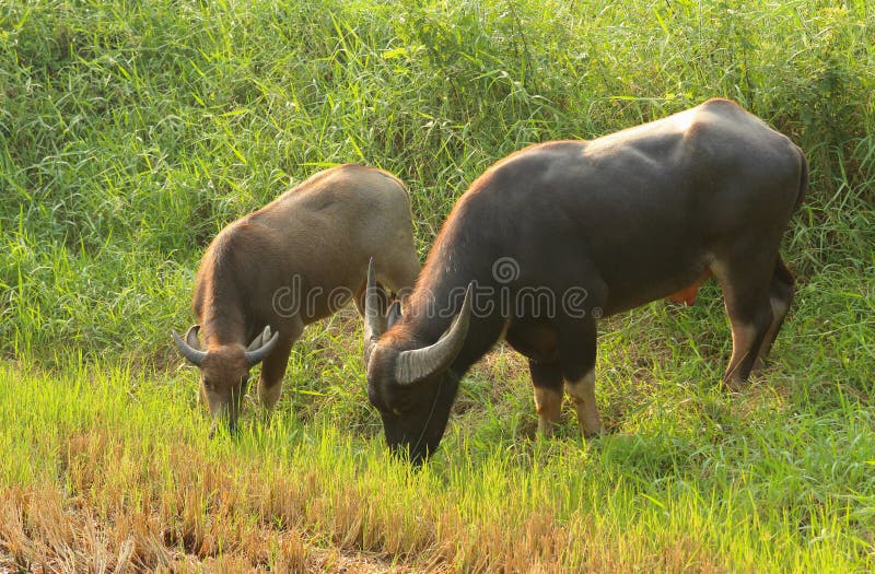 Water Buffalo Eating Grass. Stock Photo - Image of plant, buffalo ...