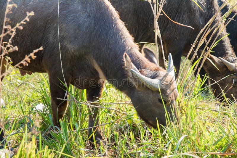 Water Buffalo Eating Grass on Meadow Nature Background. Stock Photo ...