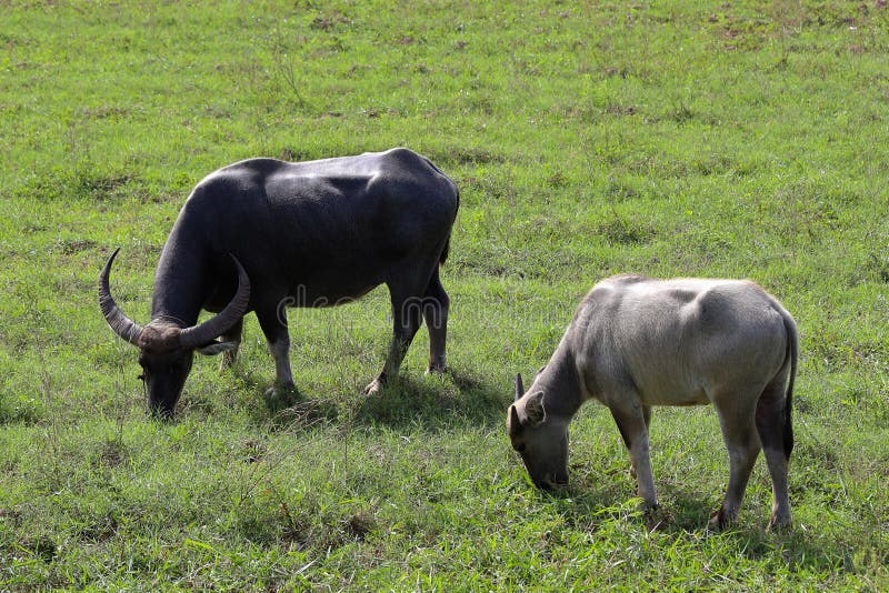 Water Buffalo Eating Grass at the Morning Stock Image - Image of nature ...