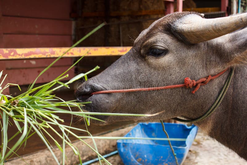 Water buffalo eating grass stock image. Image of food - 32692337