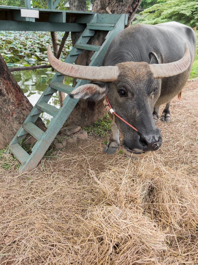 Water Buffalo Eating Hay Under Tree Stock Photos - Free & Royalty-Free ...
