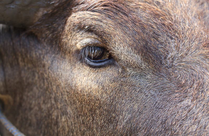 Water Buffalo Eyes in Thailand. Stock Photo - Image of mouth, buffalo ...