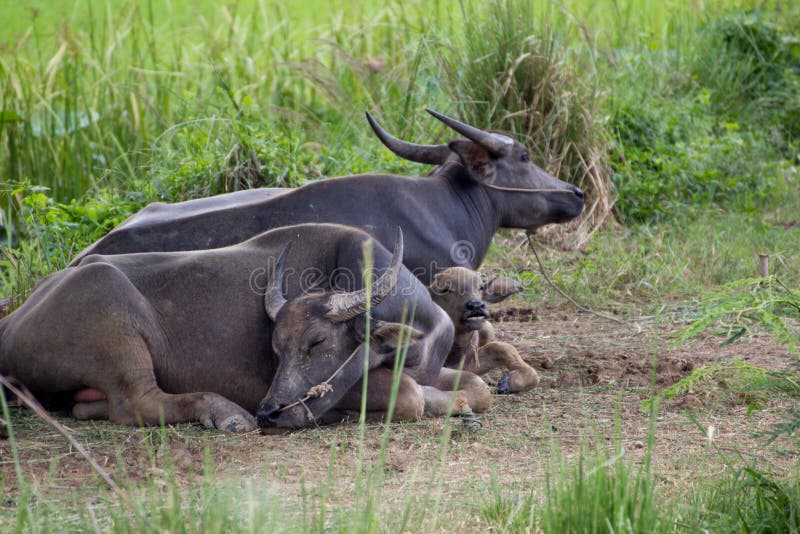 Water Buffalo family stock image. Image of danger, bovine - 74927781