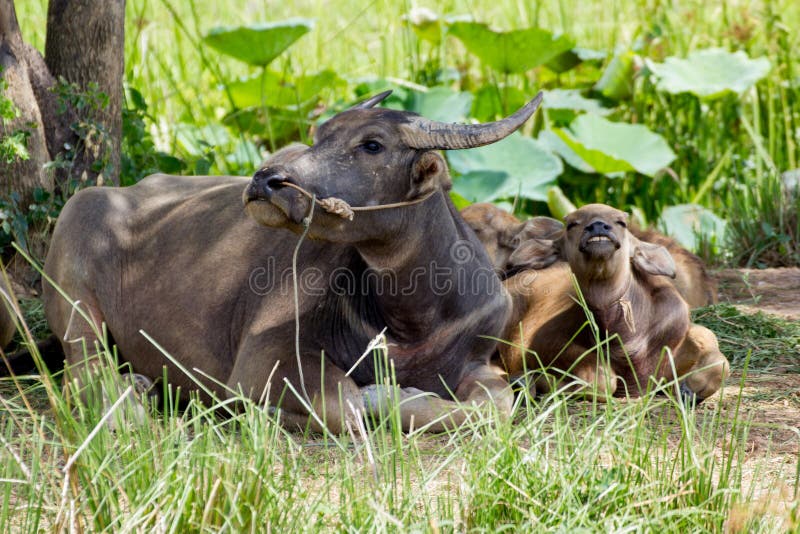 Water Buffalo family stock photo. Image of eating, agressive - 74927776