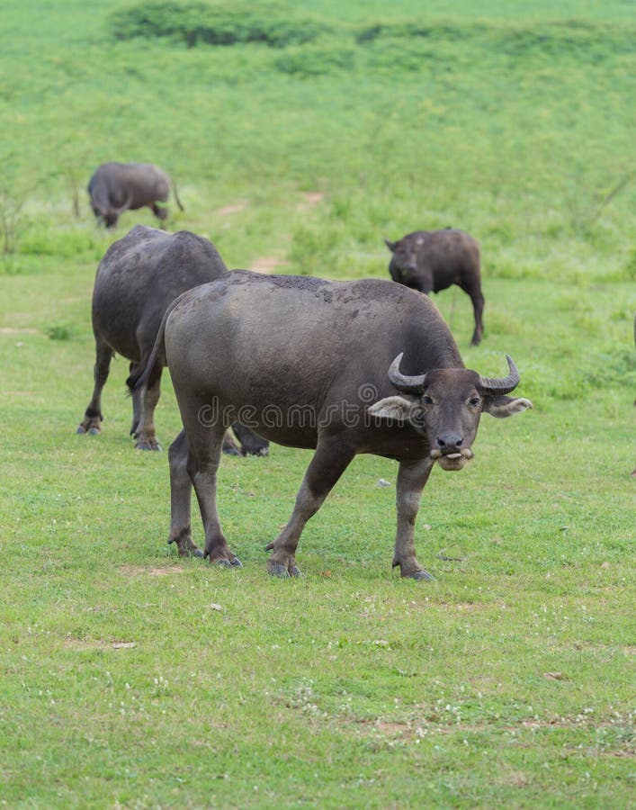 Water Buffalo in Grass Field Stock Image - Image of grazing, beast ...