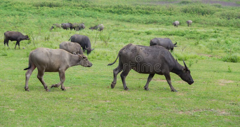 Water Buffalo in Grass Field Stock Image - Image of agriculture, food ...