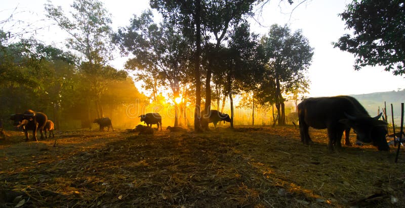 Buffalo Grazing on the Farm at Sunset Stock Photo - Image of black ...