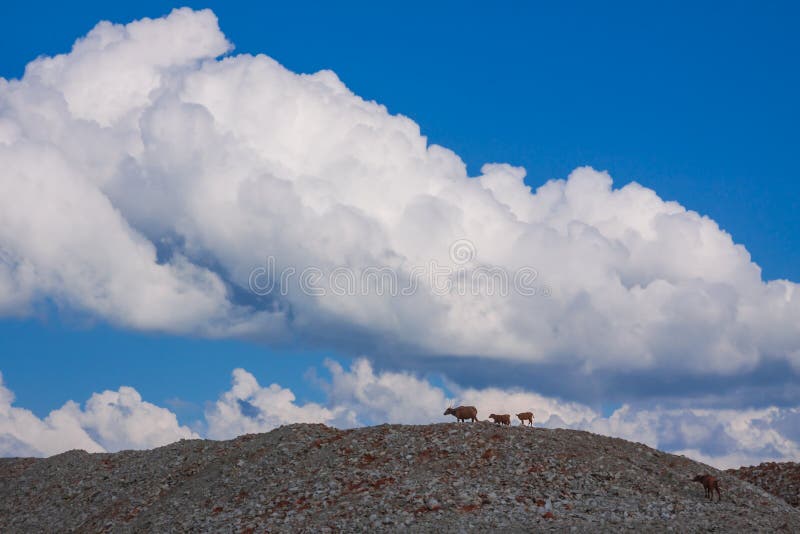 Water Buffalo on the Ground with Cloud Stock Image - Image of stone ...