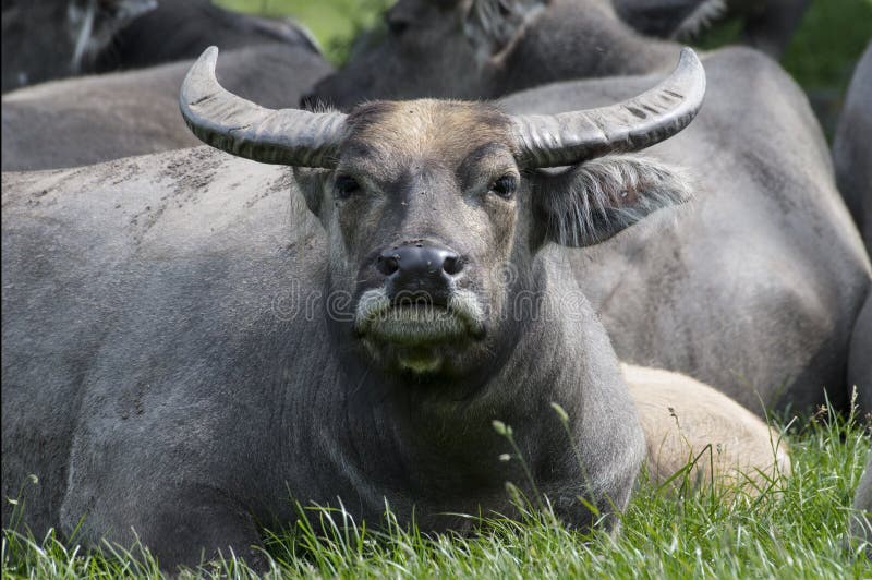 Water Buffalo stock photo. Image of heavy, small, outdoor - 94080728