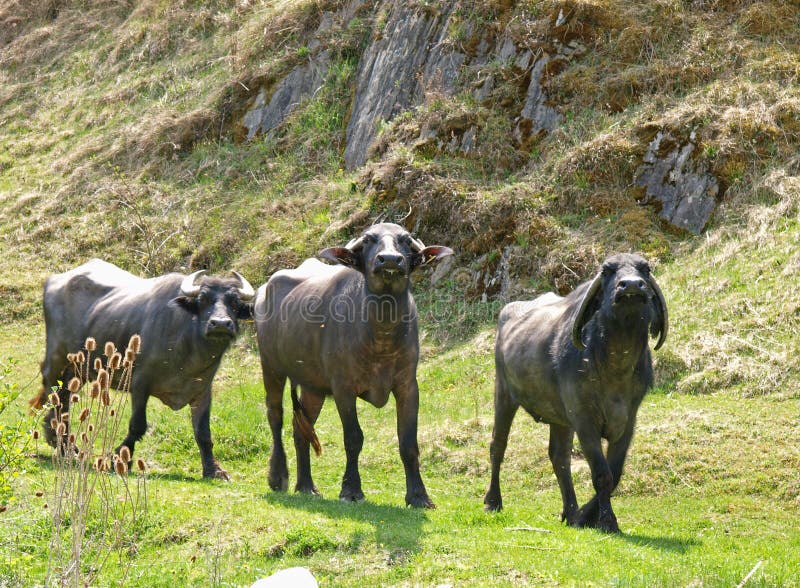 Water buffalo herd stock photo. Image of herd, grass - 23869060