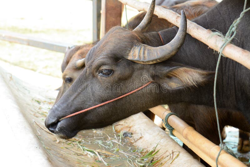 Water buffalo house stock image. Image of horns, asian - 41993517
