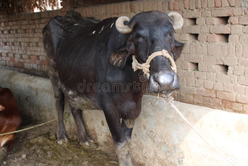 417 Indian Buffalo Portrait Stock Photos - Free & Royalty-Free Stock ...