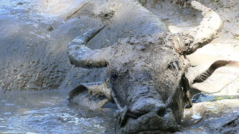 Water Buffalo Scratching His Head Stock Photo - Image of asian, head ...