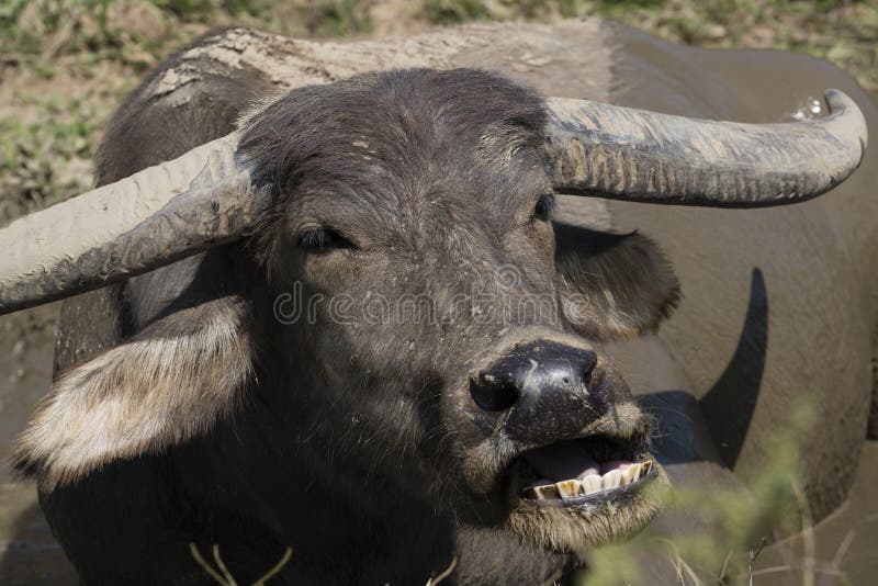 Water Buffalo Making a Face Stock Image - Image of asian, finished ...