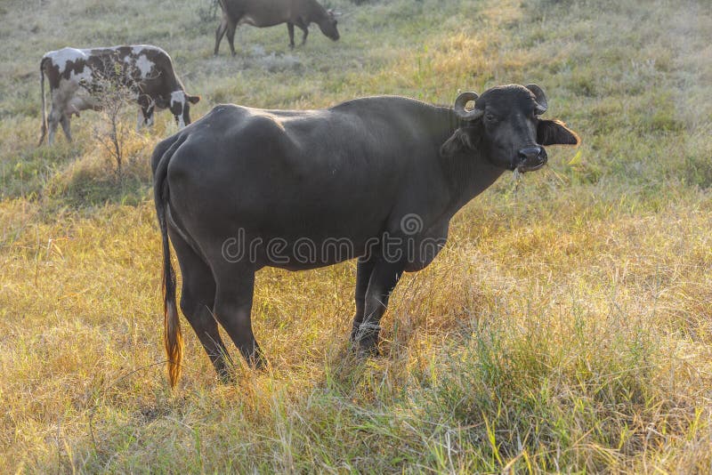 Water buffalo in the lake stock image. Image of asia - 27984007