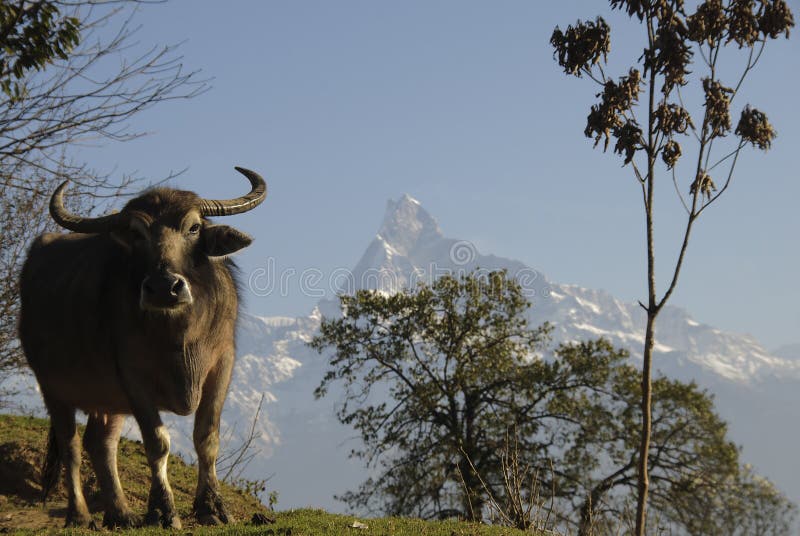 Water Buffalo on a Mountain in the Himalayas. Stock Image - Image of ...