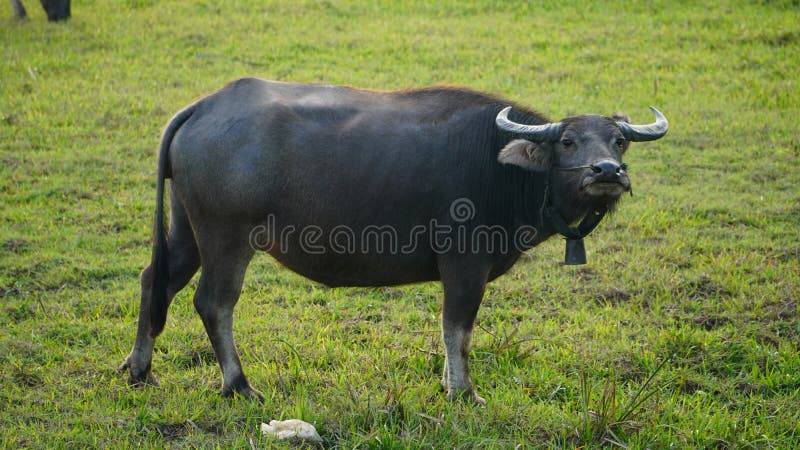 Buffalo stock image. Image of sheep, grazing, goats - 245545283