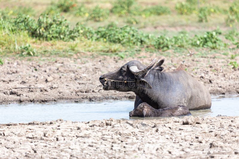 Water Buffalo in Paddy Field,Thailand. (Bubalus Bubalis Stock Photo ...