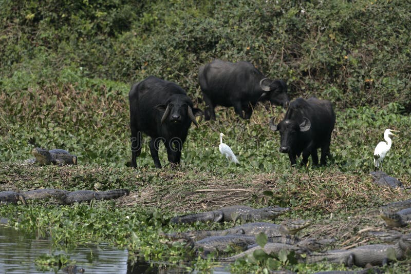 Water buffalo stock photo. Image of brazil, water, domestic - 35053136