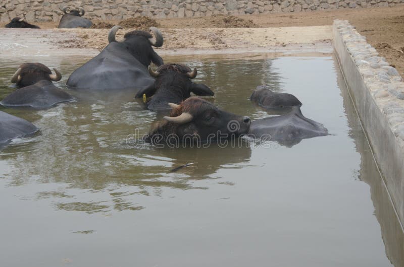 Water Buffalo in Pool, Lima, Peru Stock Photo - Image of zoological ...