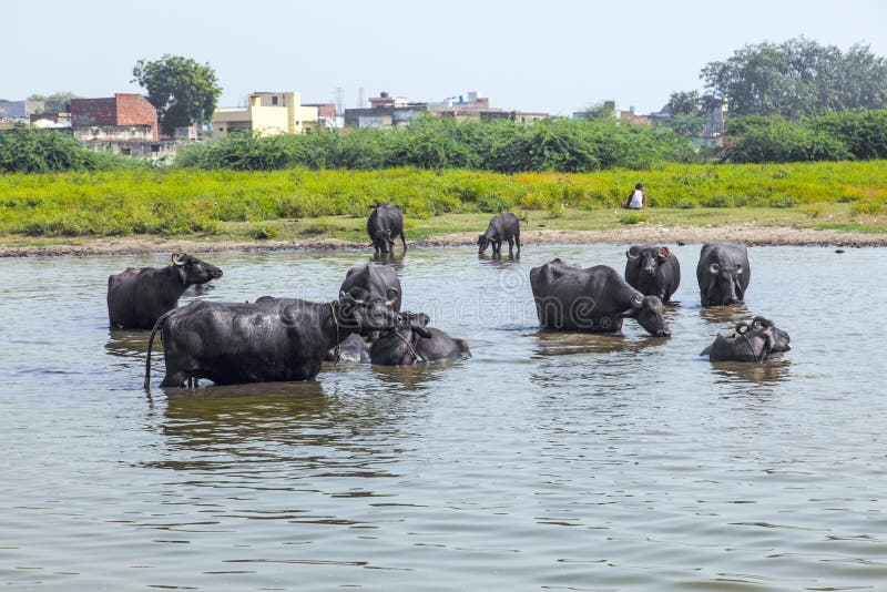 Water buffalo in the lake stock image. Image of asia - 27984007