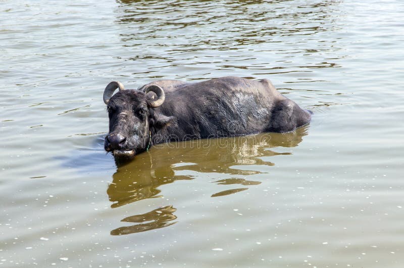 Water buffalo in the lake stock image. Image of asia - 27984007