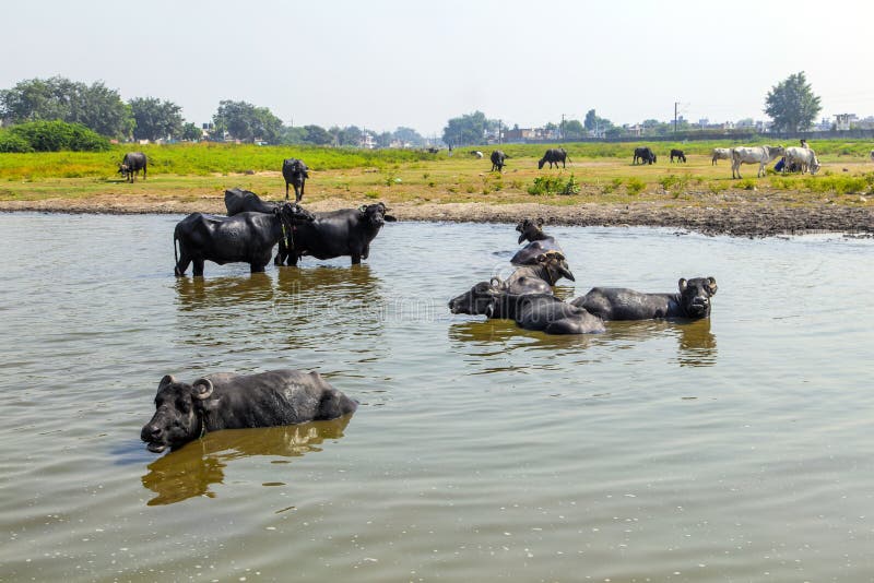 Water buffalo in the lake stock image. Image of asia - 27984007