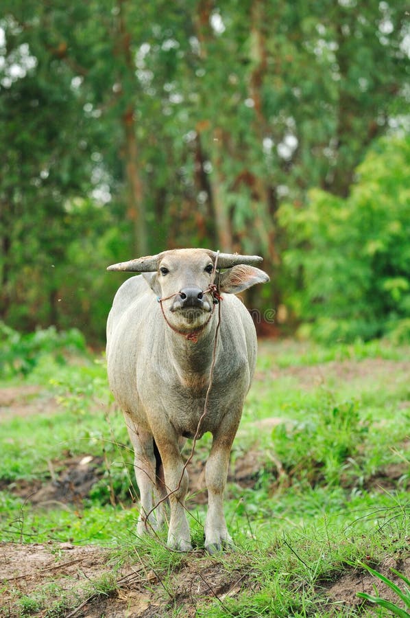 Water buffalo stock photo. Image of hill, bull, closeup - 30840848
